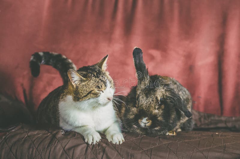 Cat and Rabbit Sitting Together Side by Side on Sofy Stock Image ...