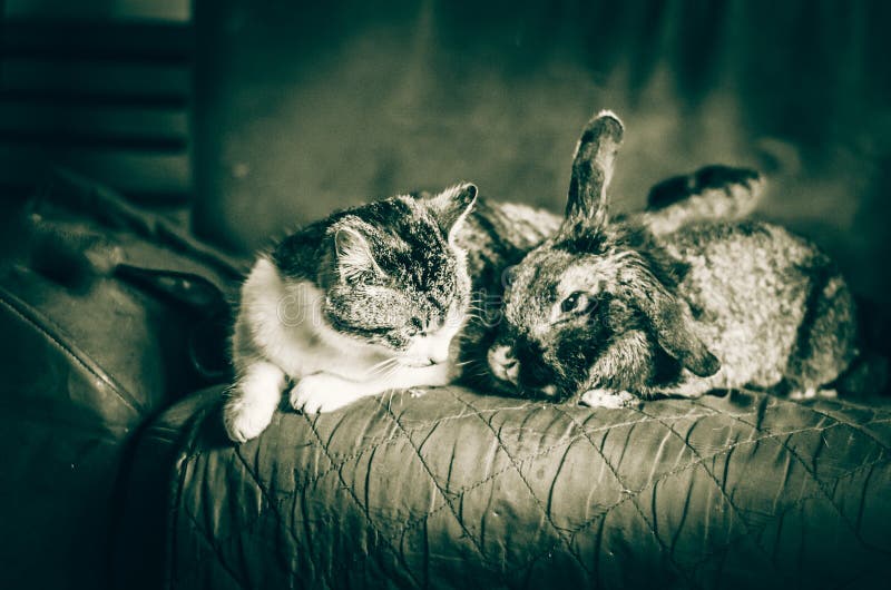 Cat and Rabbit Sitting Together Side by Side on Sofy Stock Image ...