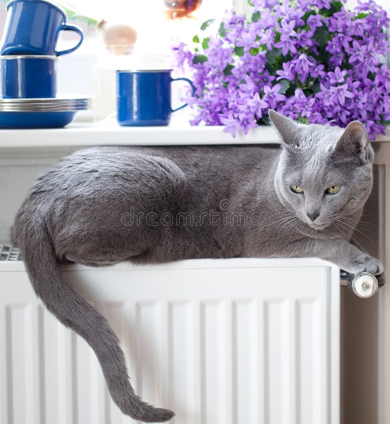 1,826 Cat Radiator Stock Photos - Free & Royalty-Free Stock Photos from ...
