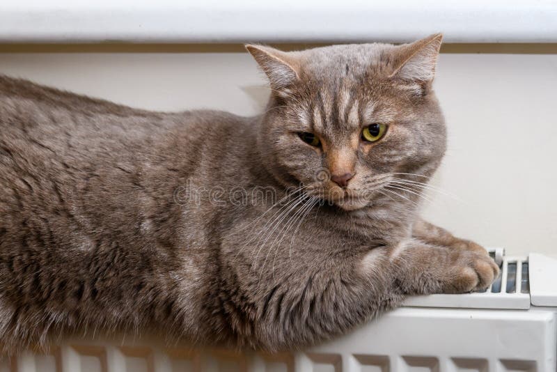 Cat on radiator stock image. Image of lovely, cold, radiator - 264708913