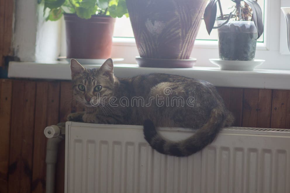 Cat on a radiator heating stock image. Image of cute - 69049037