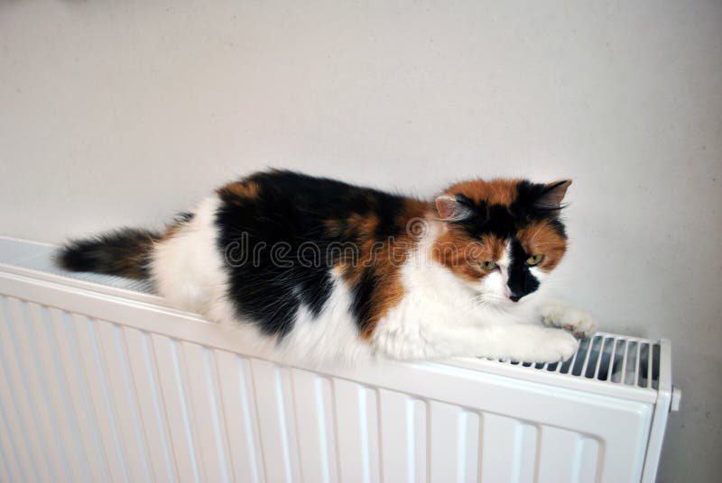 Cat on radiator stock image. Image of heating, black - 64328107