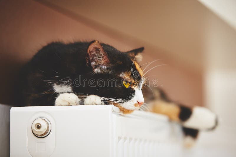 564 Funny Radiator Stock Photos - Free & Royalty-Free Stock Photos from ...