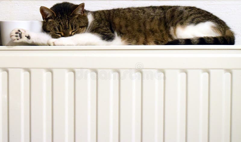 Cat on a Radiator stock photo. Image of comfortable - 142526302