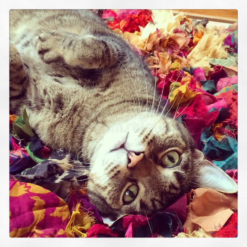 Cat on rag rug stock photo. Image of lazy, colorful, feline - 49906124