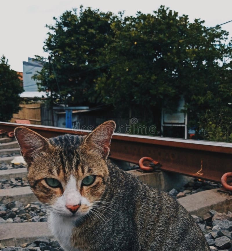 Cat Railroad stock photo. Image of animal, mammal, grass - 262917296