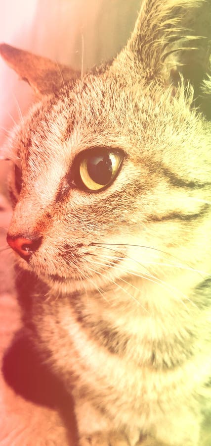 Kittycateyes Stock Photos - Free & Royalty-Free Stock Photos from ...