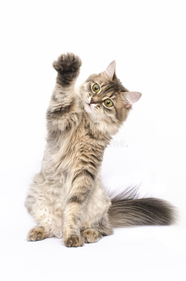 The Cat Raised Its Paw Up, Cat Gives Five Stock Image - Image of ...