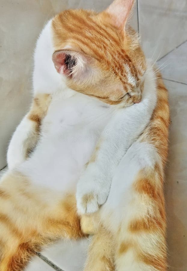 This is a Cat that is Rarely Bathed by Its Owner Stock Photo - Image of ...