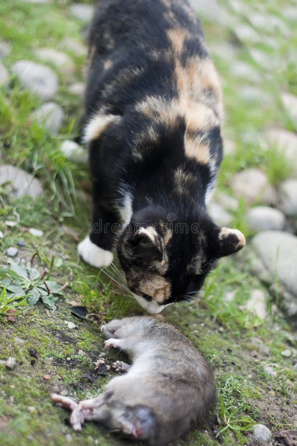 Cat with rat stock image. Image of mouse, kitten, mouser - 40876539