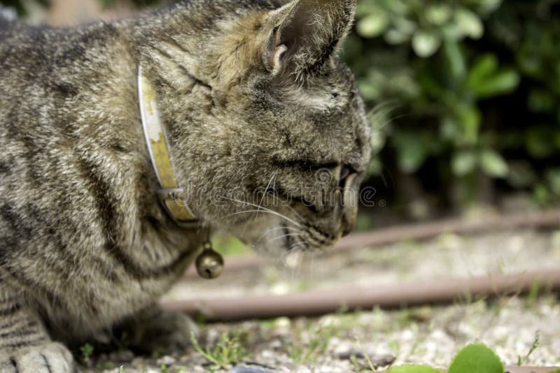 Cat with rattle stock image. Image of alone, brown, face - 139847329