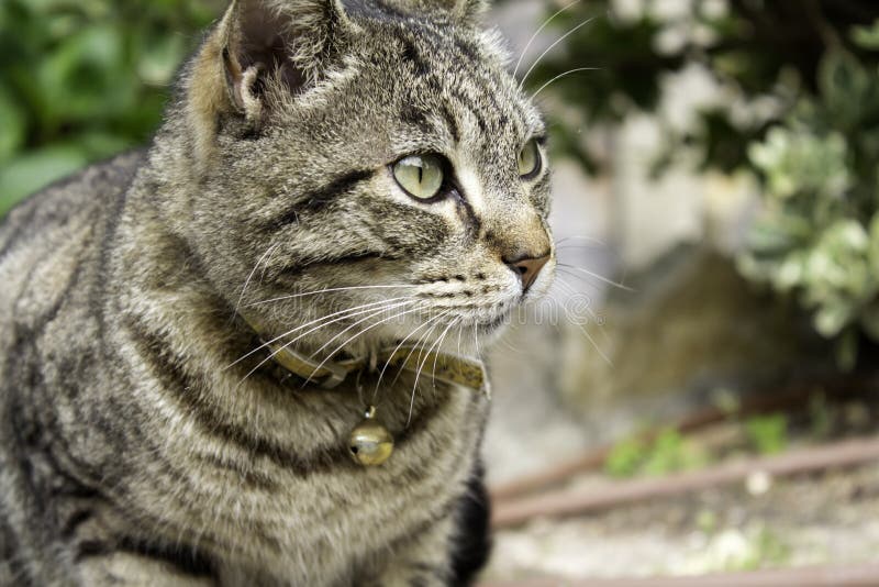 Cat with rattle stock image. Image of curious, looking - 139847547