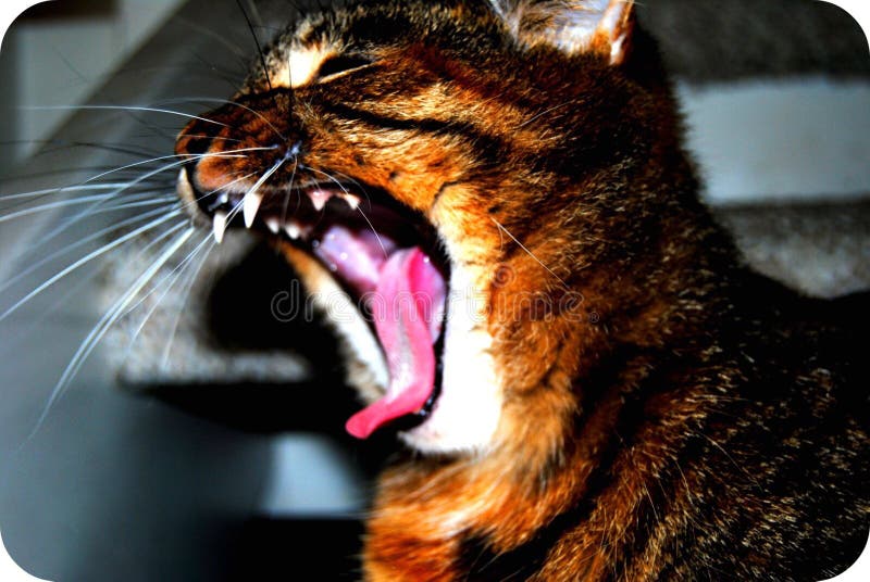 Cat rawr stock photo. Image of hiss, mean, yawn, rawr - 45566968