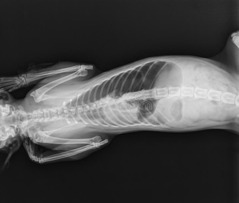 Cat X Ray. Diaphragmatic Hernia in Cat. Stock Image - Image of anatomy ...