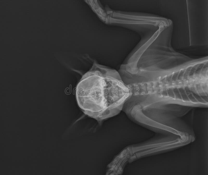 Cat X Ray Showing Tympanic Bulla. Cranial View Stock Image - Image of ...
