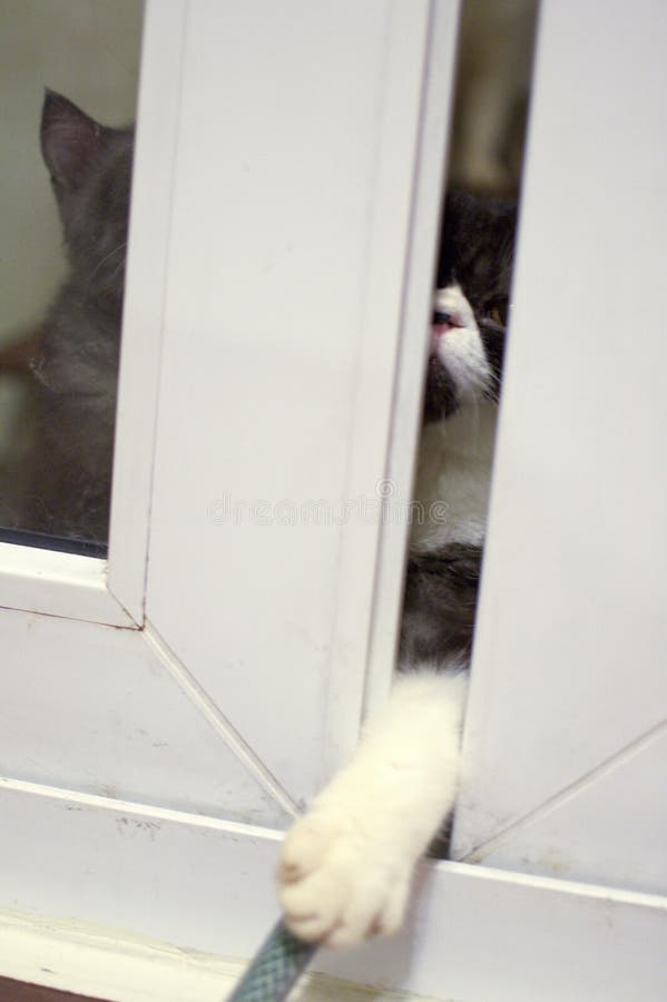 A Cat is Reaching from the Door Stock Image - Image of playing, frame ...