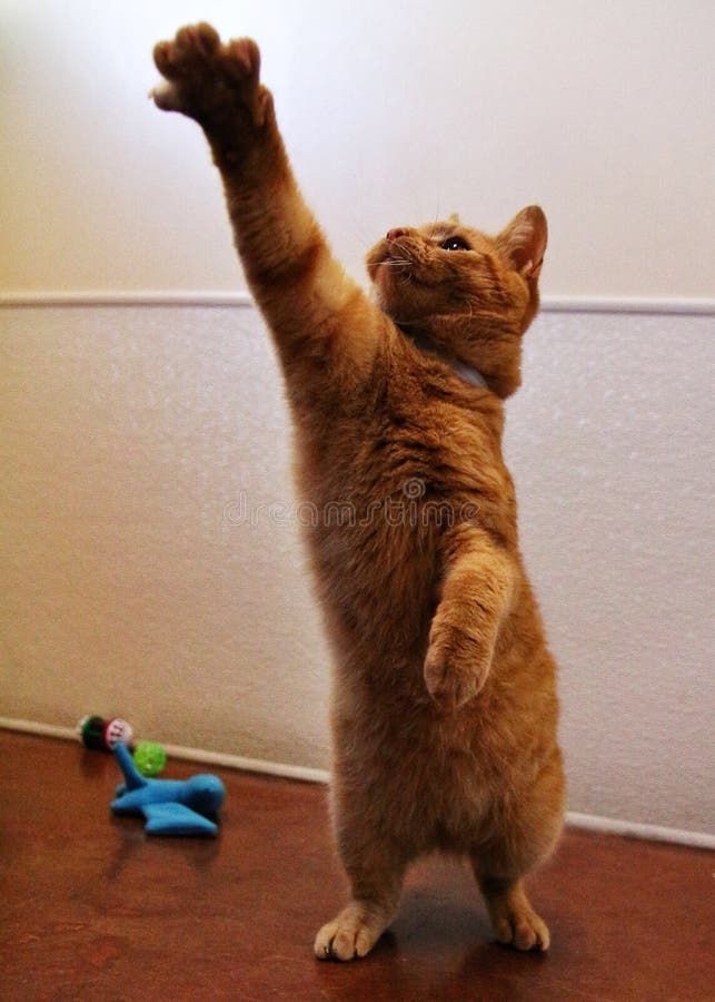 A cat reaching up stock image. Image of swiping, tabby - 49360757