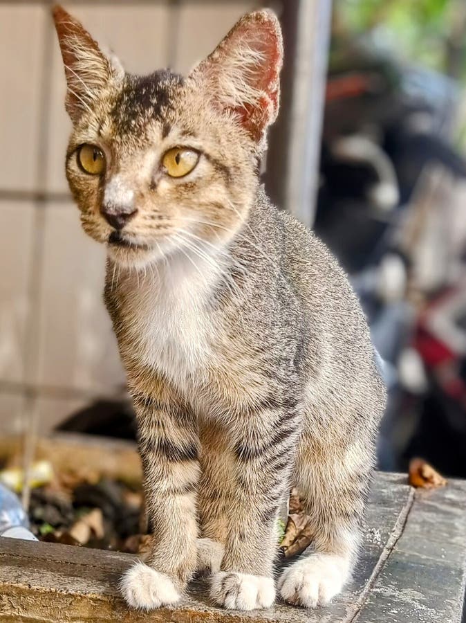 Cat React Wild stock image. Image of approaching, wild - 325082719