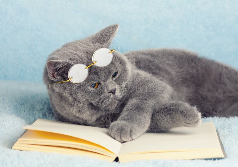 Kitten underneath book stock photo. Image of animal, feline - 3511522