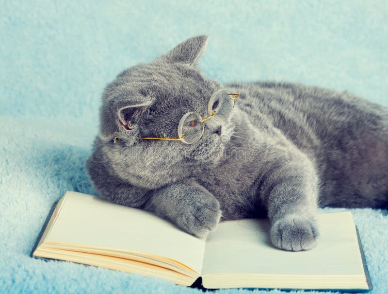 Cat reader stock photo. Image of mammal, adorable, beige - 49400114