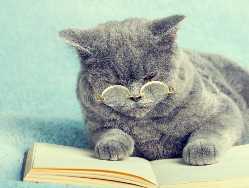 Cat reader stock photo. Image of mammal, adorable, beige - 49400114