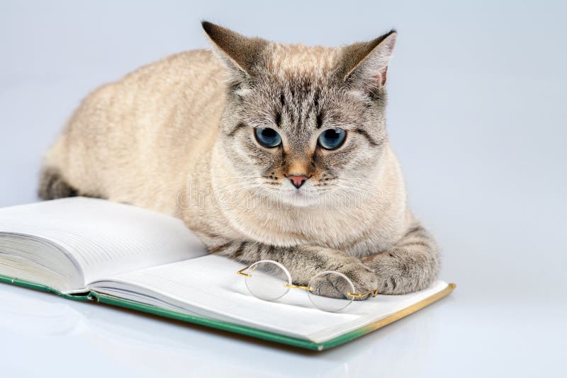 Cat reader stock photo. Image of mammal, adorable, beige - 49400114
