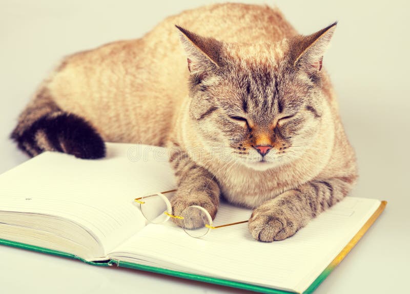 Cat reader stock image. Image of datebook, organizer - 50562895