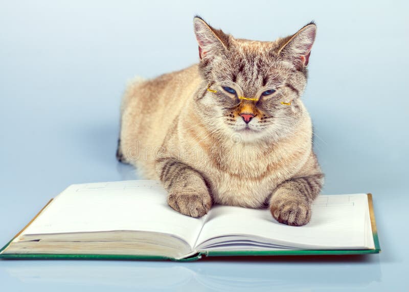 Cat reader stock photo. Image of cute, breed, education - 50562896