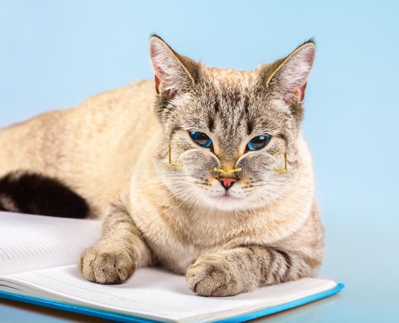 Cat reader stock photo. Image of mammal, adorable, beige - 49400114