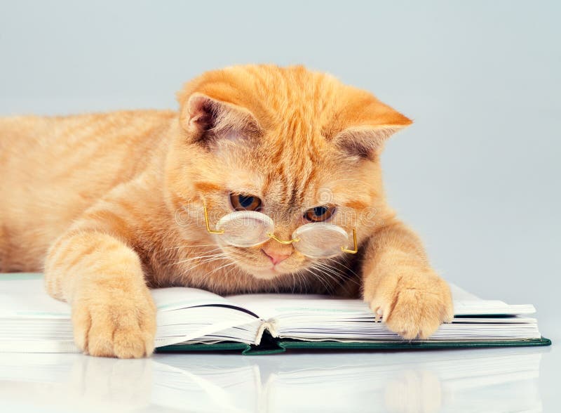 Cat reader stock photo. Image of mammal, adorable, beige - 49400114