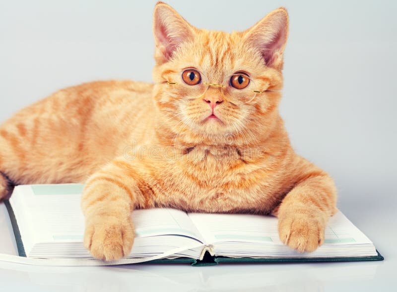 Cat reader stock image. Image of organizer, education - 49400129