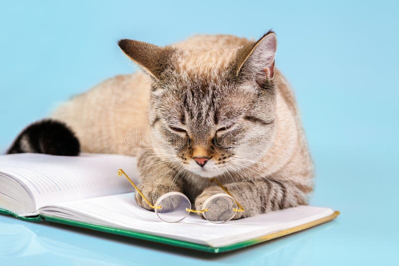 Cat reader stock photo. Image of mammal, adorable, beige - 49400114