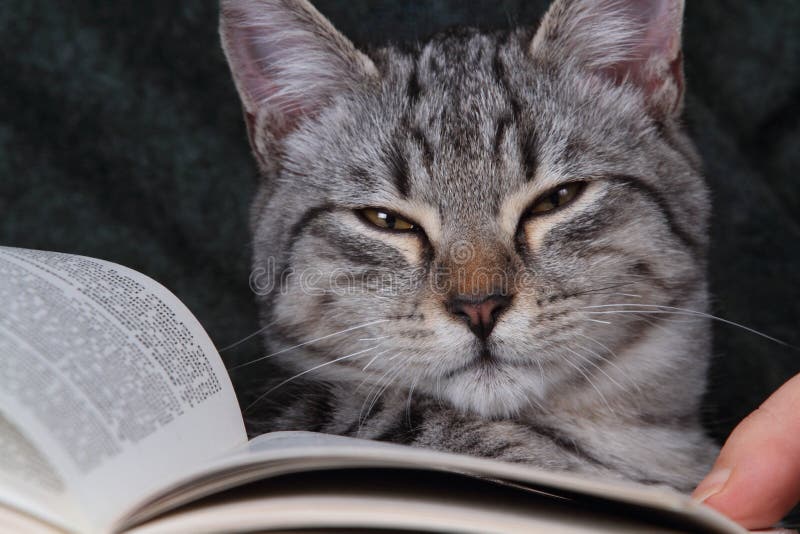 Cat reading stock photo. Image of mammal, book, whiskers - 67339304