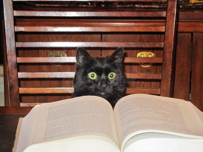 3,836 Cat Reading Stock Photos - Free & Royalty-Free Stock Photos from ...