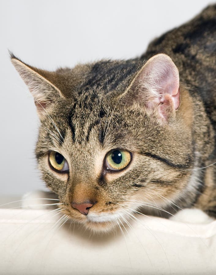 Cat ready for jump stock image. Image of fluffy, whisker - 3103991