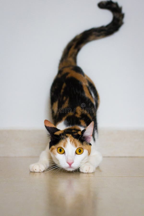 1,328 Defensive Position Stock Photos - Free & Royalty-Free Stock ...