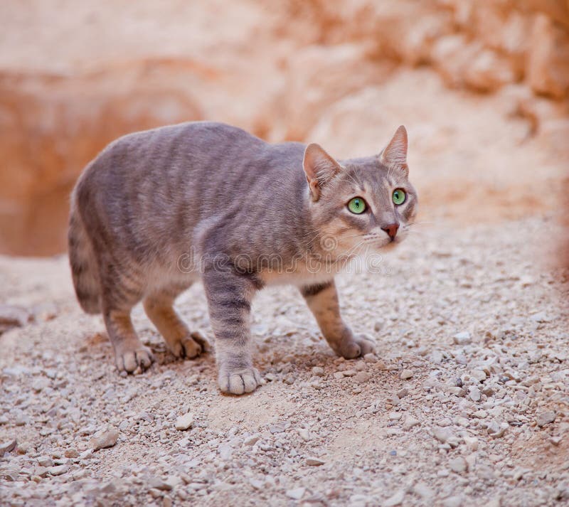 Cat ready to catch stock image. Image of food, nature - 49721337