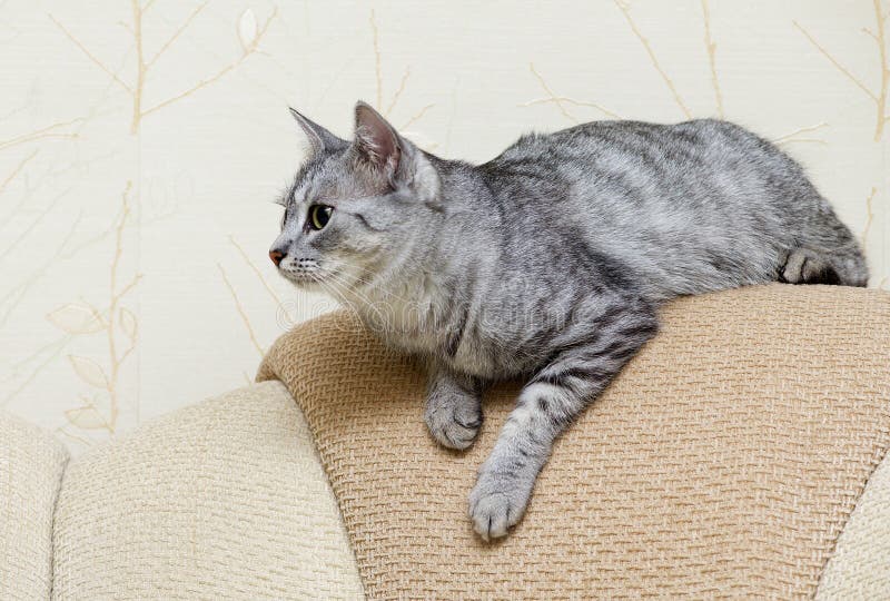 Cat Ready To Jump, Cat at Home with Space for Advertising and Text ...