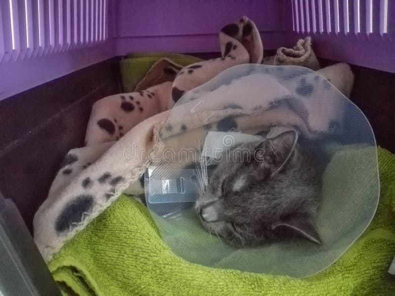 Cat stock image. Image of collar, surgery, cage, sleep - 73058467