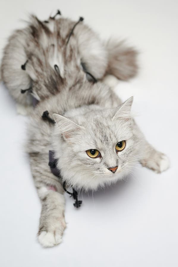 1,400 Cat Recovery Stock Photos - Free & Royalty-Free Stock Photos from ...