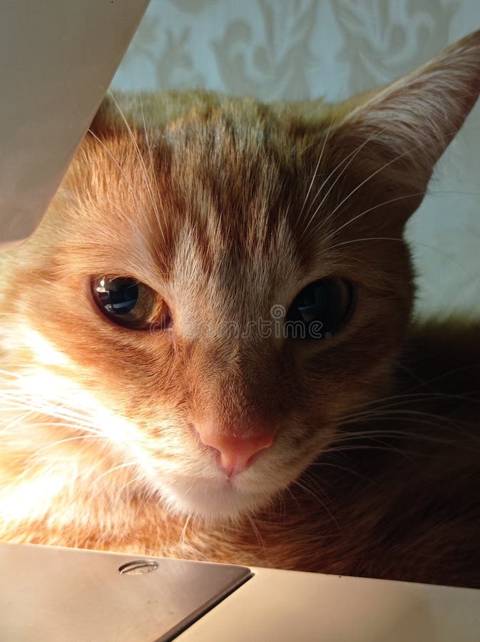 Cat red cat ðŸ ± stock photo. Image of whiskers, kitten - 237056772