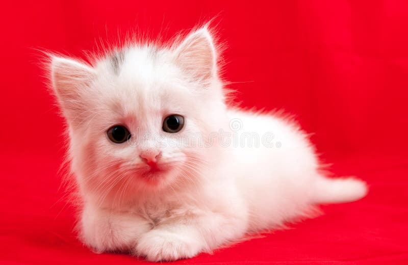 Cat on red background stock photo. Image of cute, kitten - 28531454