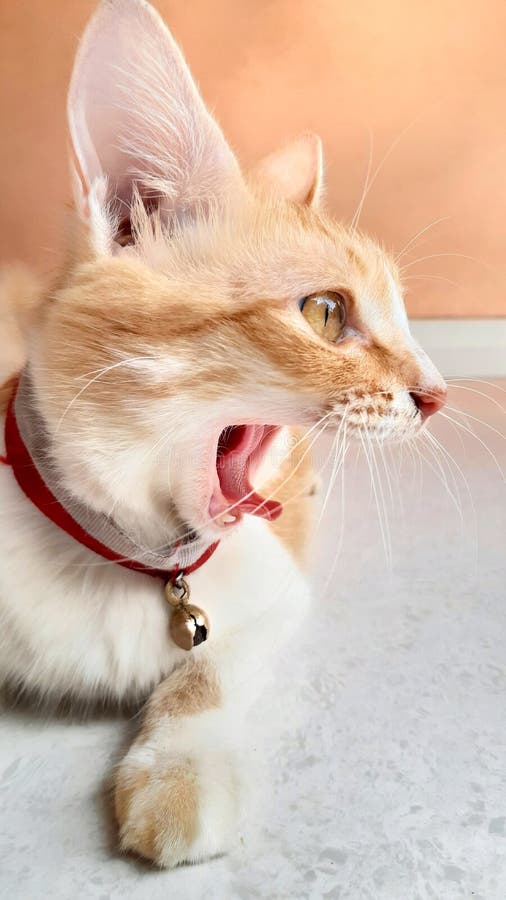 Cat.Red and Blue Colour Belt in Cat`s Neck. Crazy Cat. White and Grey ...