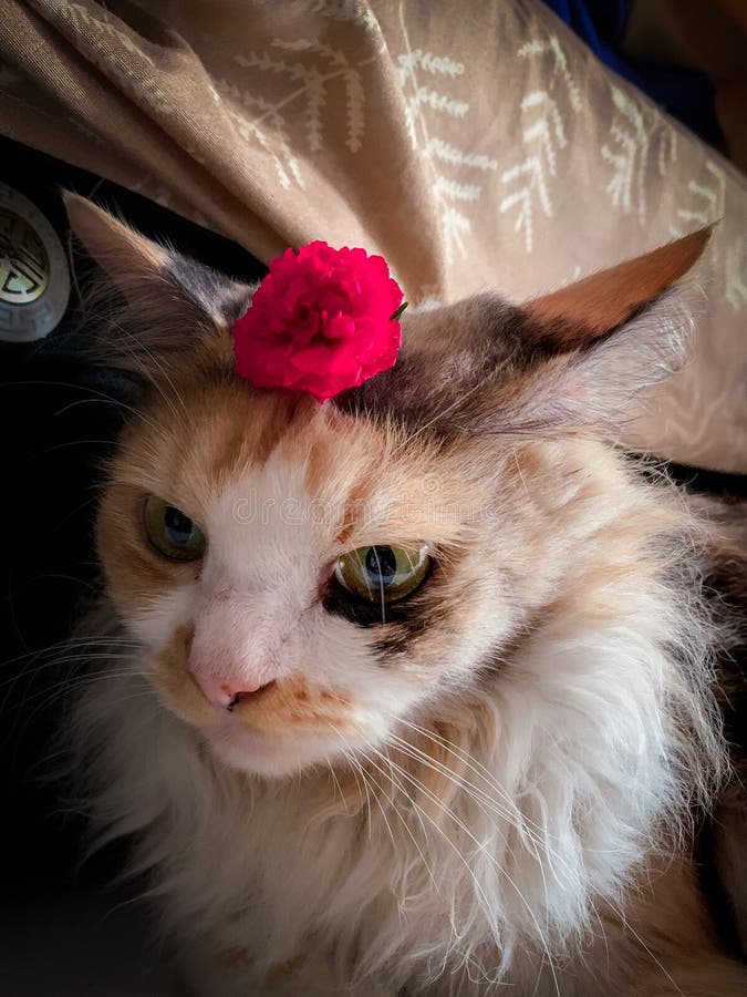 The Cat with Red Cap of Rose and Look Sleepy Stock Image - Image of ...