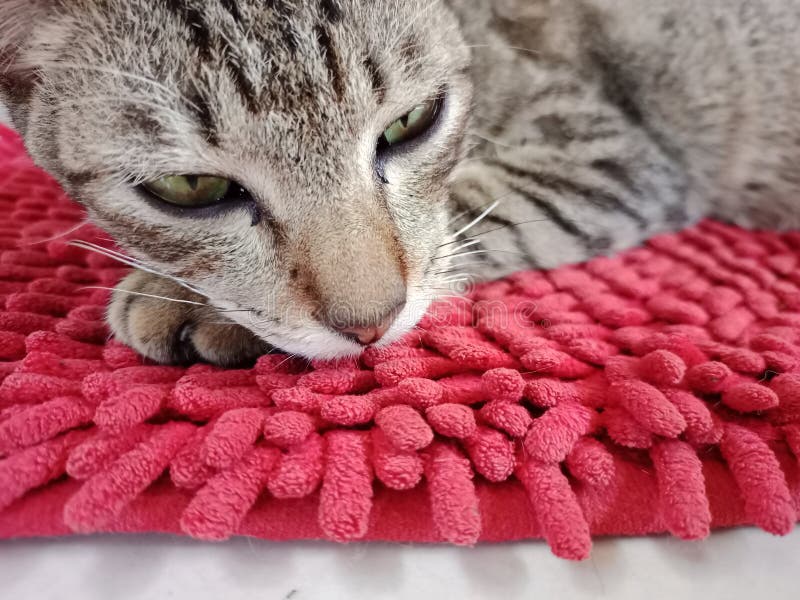 Cat on the red carpet stock photo. Image of green, cute - 235505854