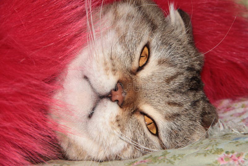 Cat in Red Fur. a Glamorous Collar for the Cat Stock Photo - Image of ...