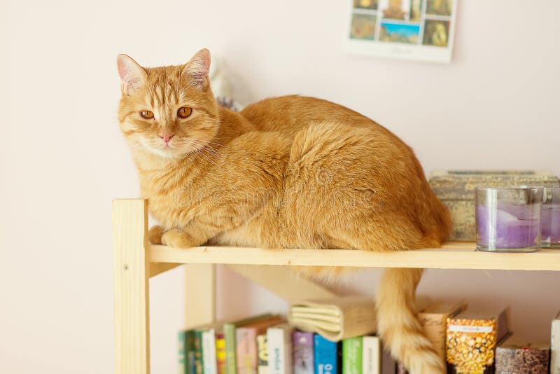 Cat with red fur stock photo. Image of creature, cute - 41978506