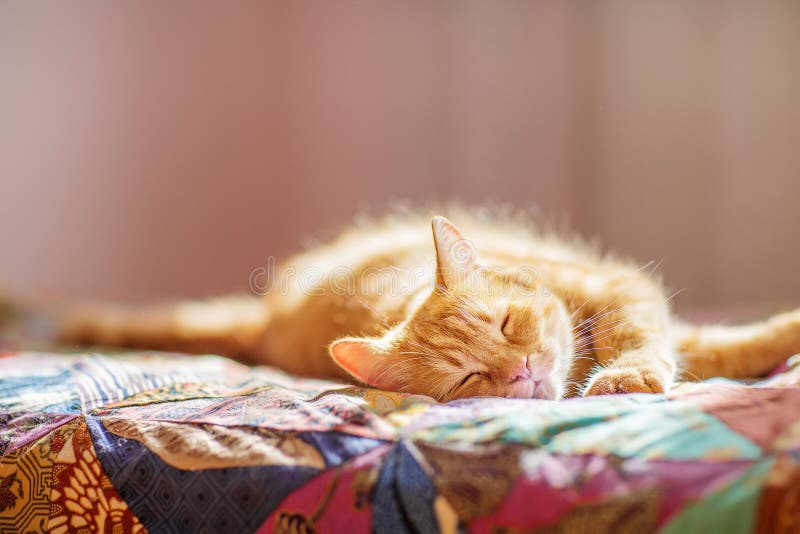 Cat with red fur stock image. Image of kitty, cute, play - 41978615