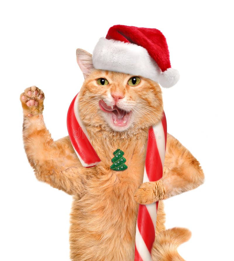 Cat in Red Hat Holds a Christmas Candy. Stock Image - Image of ...