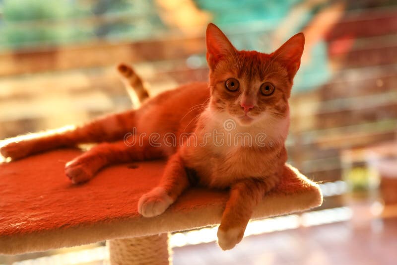 Cat / Red-headed cat stock image. Image of kitten, color - 117399987